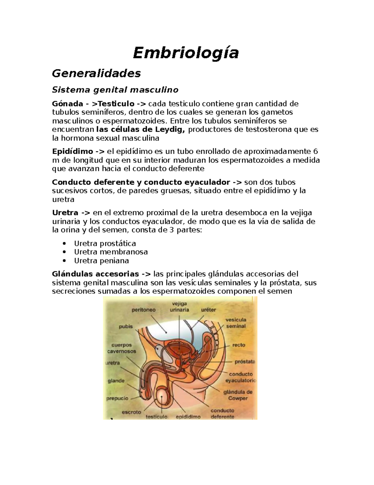 Desarrollo Embrionario - Embriología Generalidades Sistema genital ...