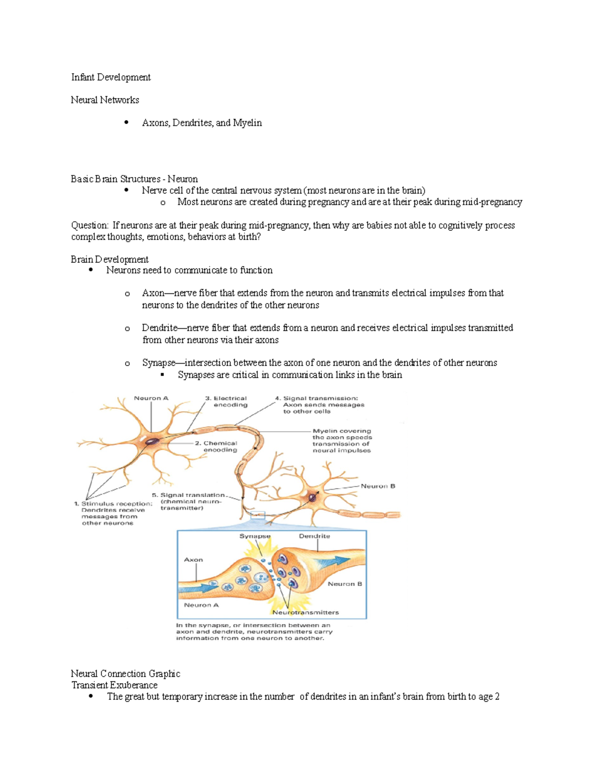Infant development - Infant Development Neural Networks Axons ...