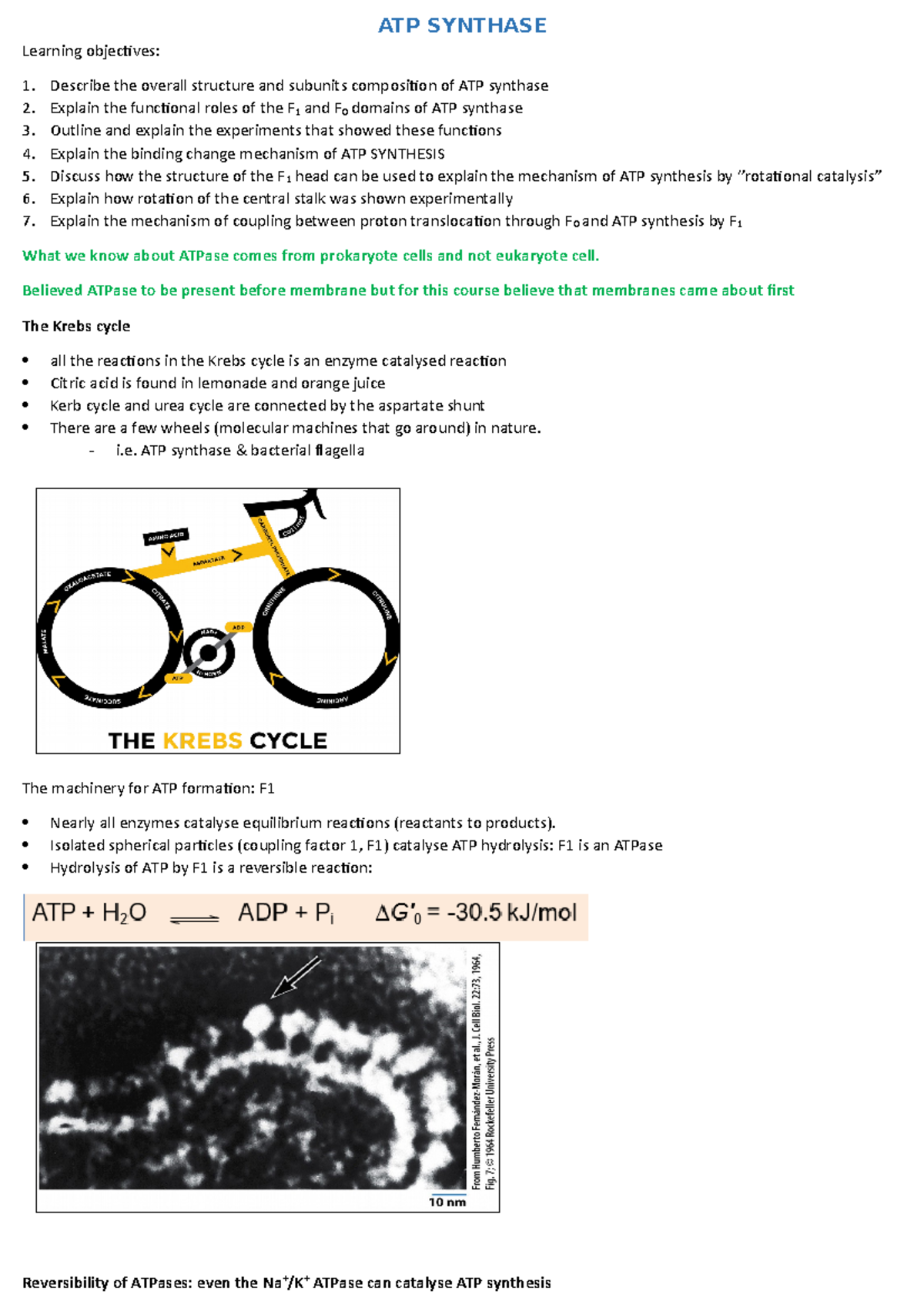 18. Lecture 13 Notes - ATP SYNTHASE Learning objecives: Describe the ...