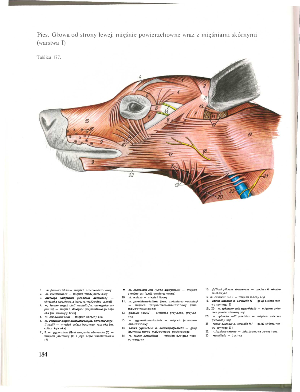 Pies - mięśnie psa - Pies. Głowa od strony lewej: mięśnie powierzchowne wraz z mięśniami ...