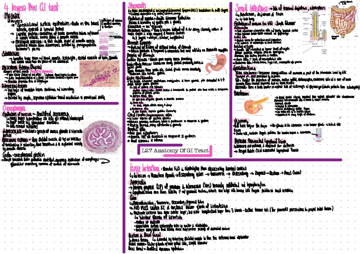 L27 Anatomy Of GI Tract - Lecture notes 27 - L27 Anatomy Of GI Tract ← ...