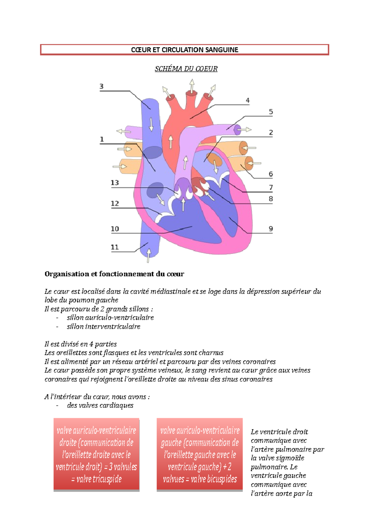 CŒUR ET Circulation Sanguine - CŒUR ET CIRCULATION SANGUINE SCHÉMA DU ...