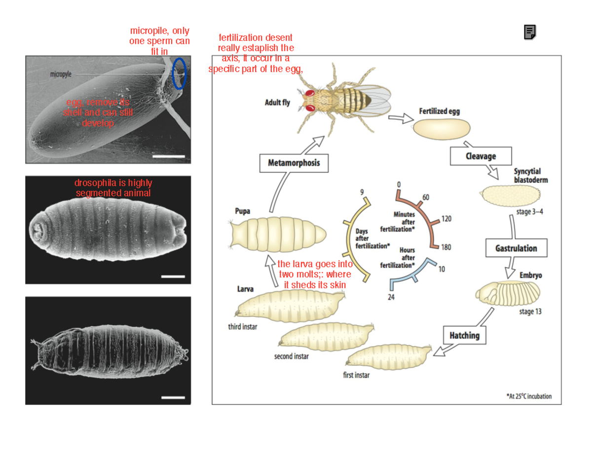 February 5th 2019 for pdf - GDDV 106 - Oogenesis Larval and adult ...