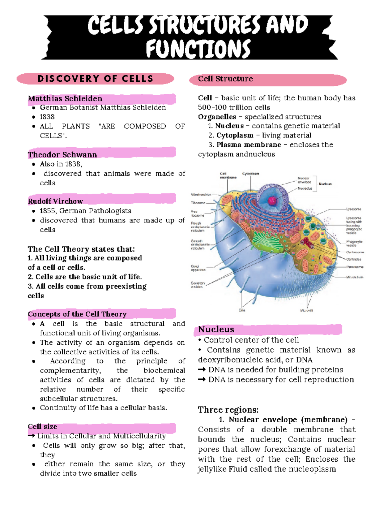 Cells Structures AND Functions - CELLS STRUCTURES AND FUNCTIONS D I S C O V E R Y O F C E L L S ...