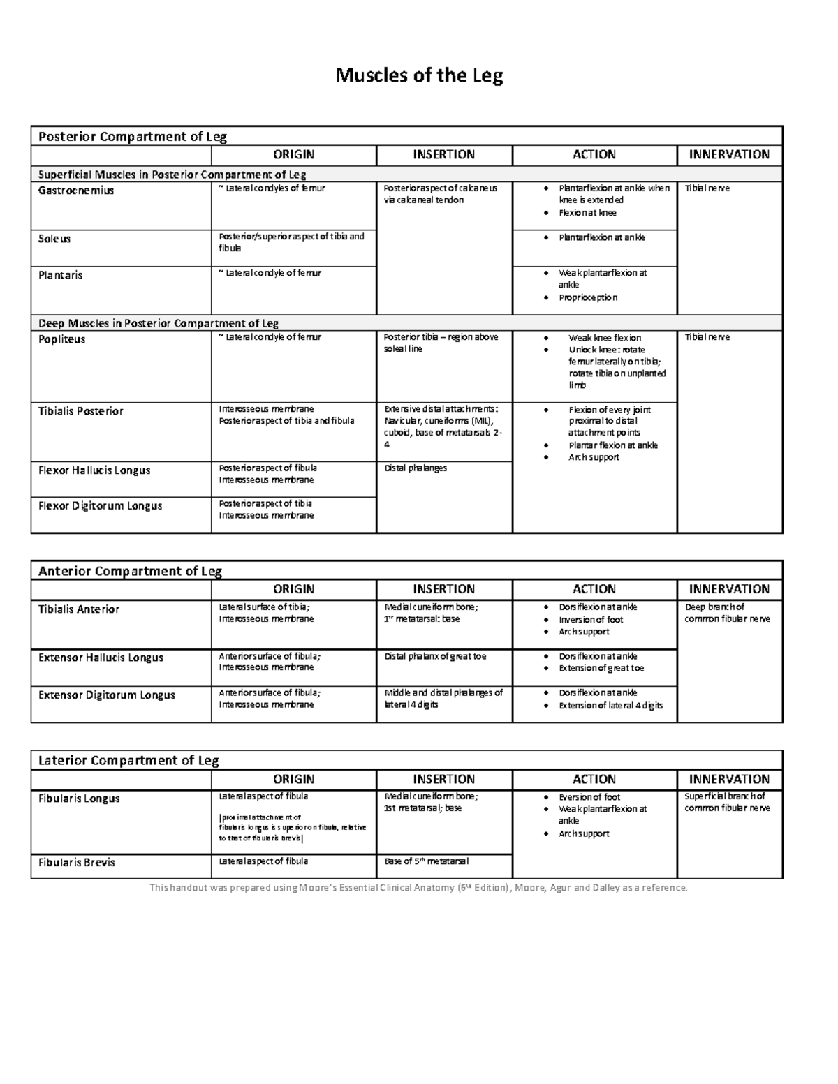 6 Leg - leg material - Muscles of the Leg Posterior Compartment of Leg ...