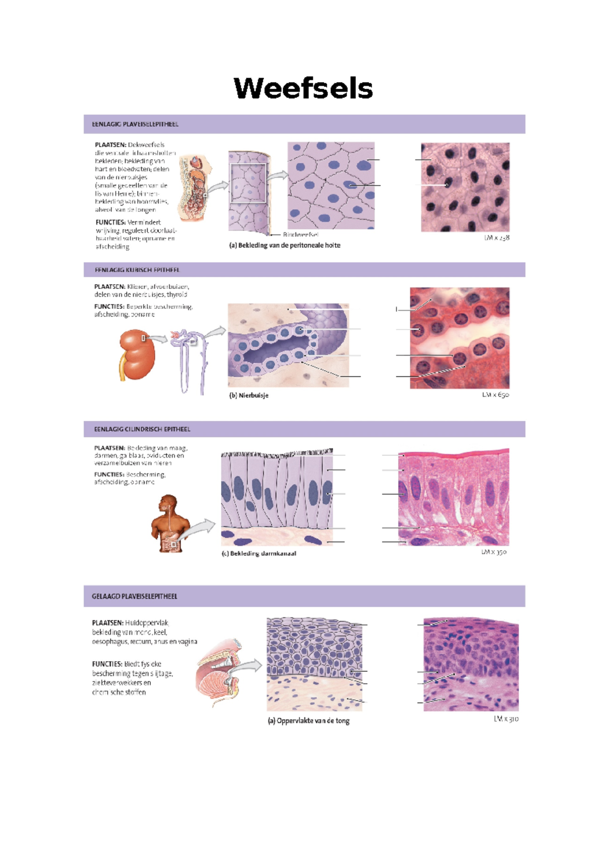 Weefsels invulopdracht prentjes - Anatomie - Weefsels - Studocu