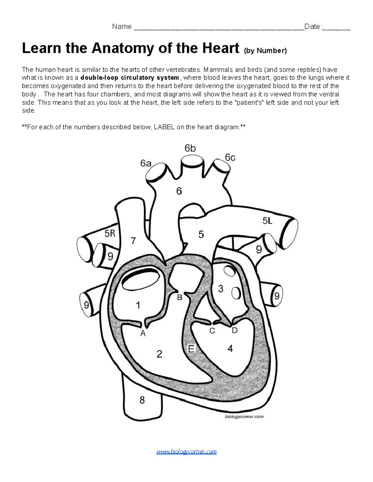 Learn the Anatomy of the Heart (by Number) - Name ...