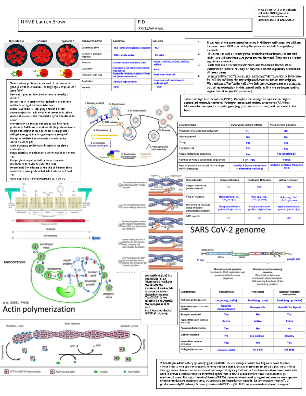 Exam 3 Cheat Sheet - Diagrams and facts needed for Exam 3 - NAME Lauren ...