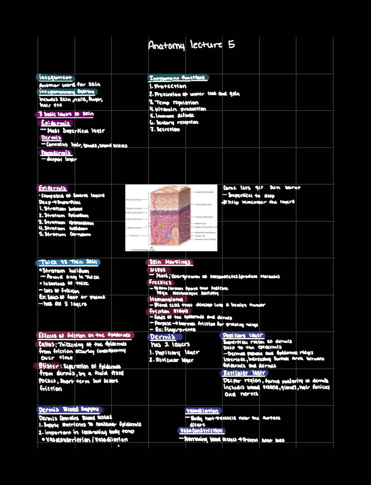 Chapter 5 anatomy - axial skeleton - Anatomy lecture 5 integument anotherwordfor skin n 1 ...