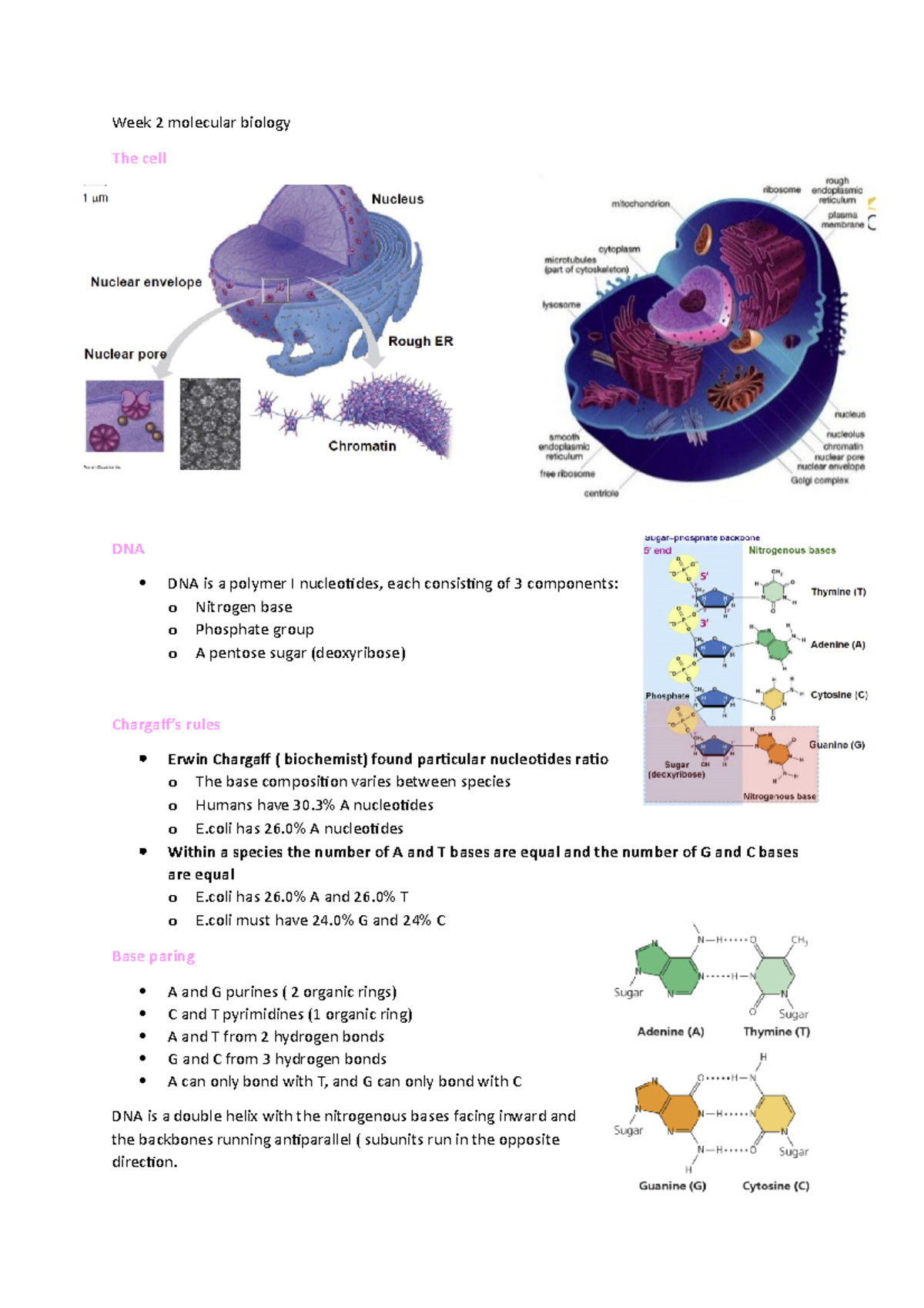 Week 2 molecular biology - Week 2 molecular biology The cell DNA DNA is ...