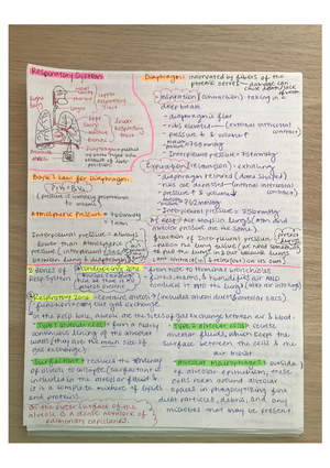Reproductive System Studyguide - PCB 3702 - Studocu