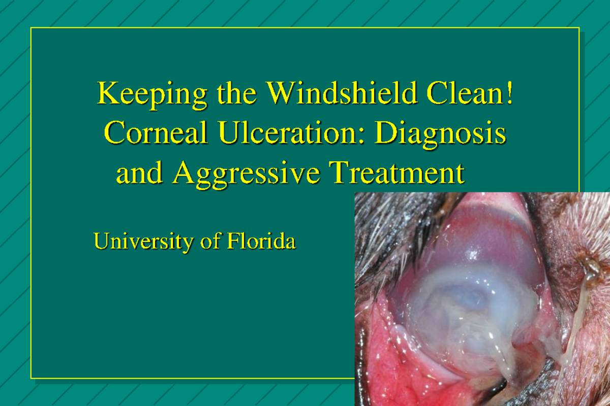 SA-Corneal-Ulcers - Veterinary Surgery - Approaching corneal ulcers ...