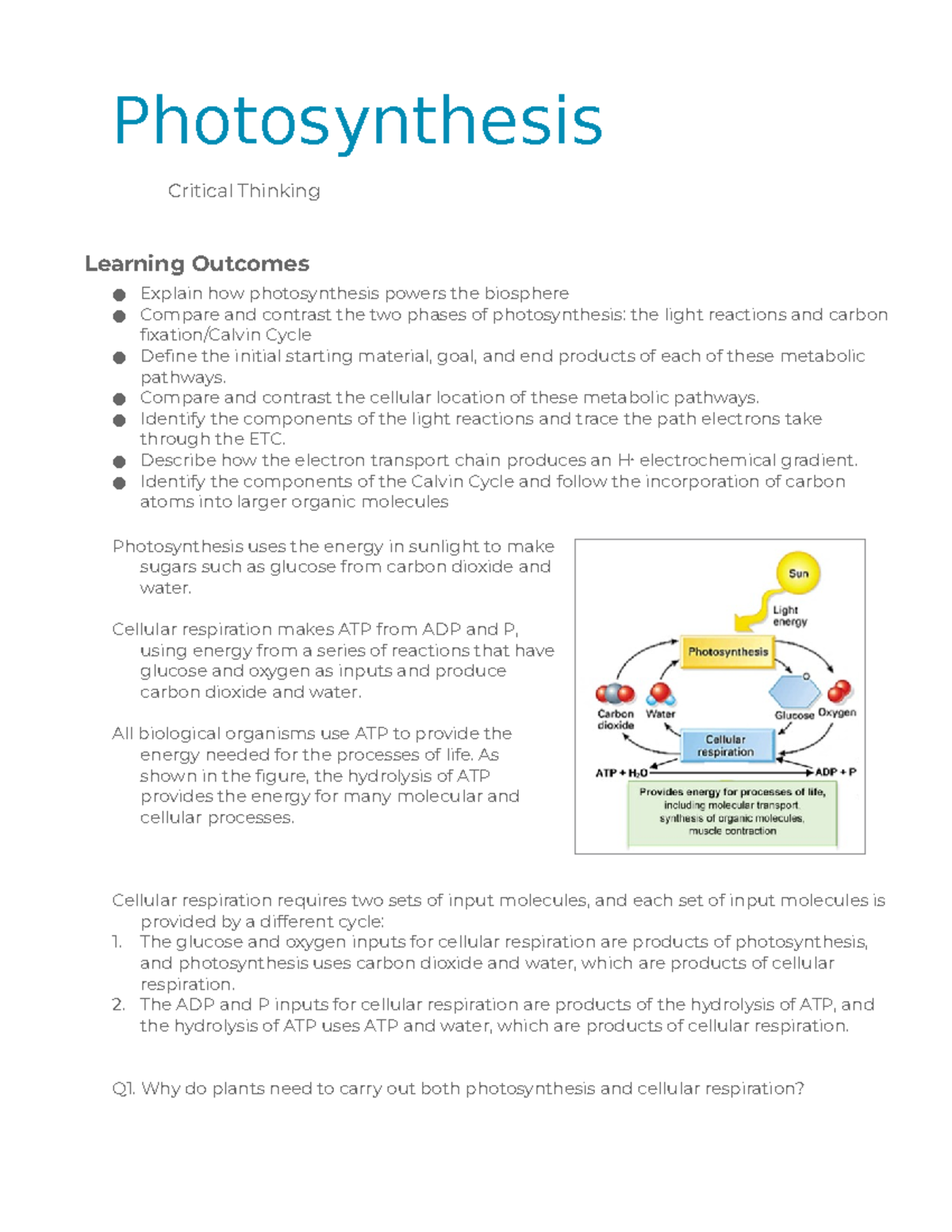 Photosynthesis Study Guide - Photosynthesis Critical Thinking Learning ...