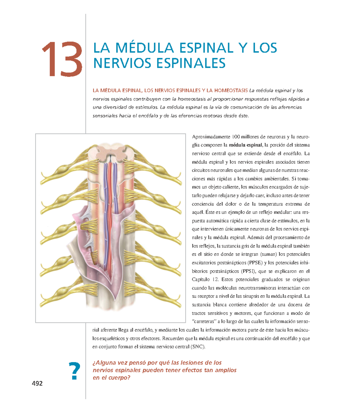 Cap 13 Medula y nervios espinales. - ####### Aproximadamente 100 ...