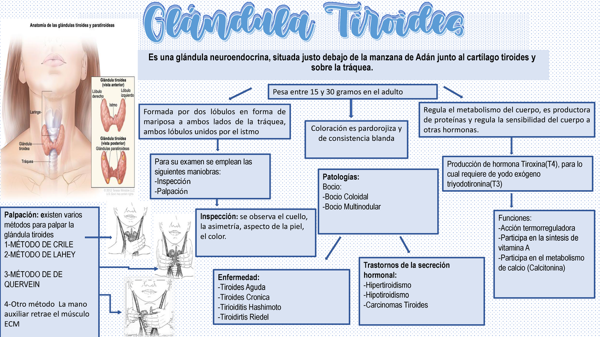 Glándula Tiroides y Glándula Paratiroides con algunas patologías - Es ...