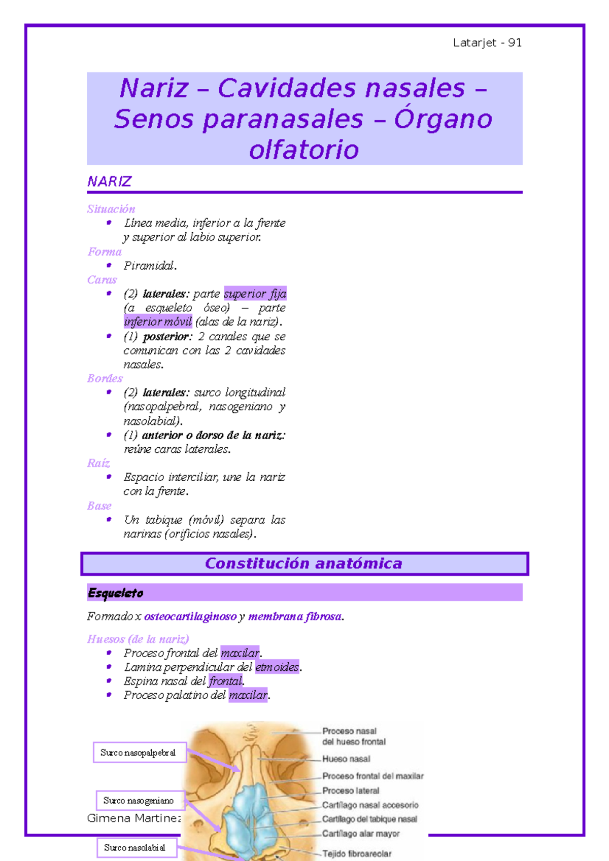 Cavidad nasal anatomia - Nariz – Cavidades nasales – Senos paranasales ...