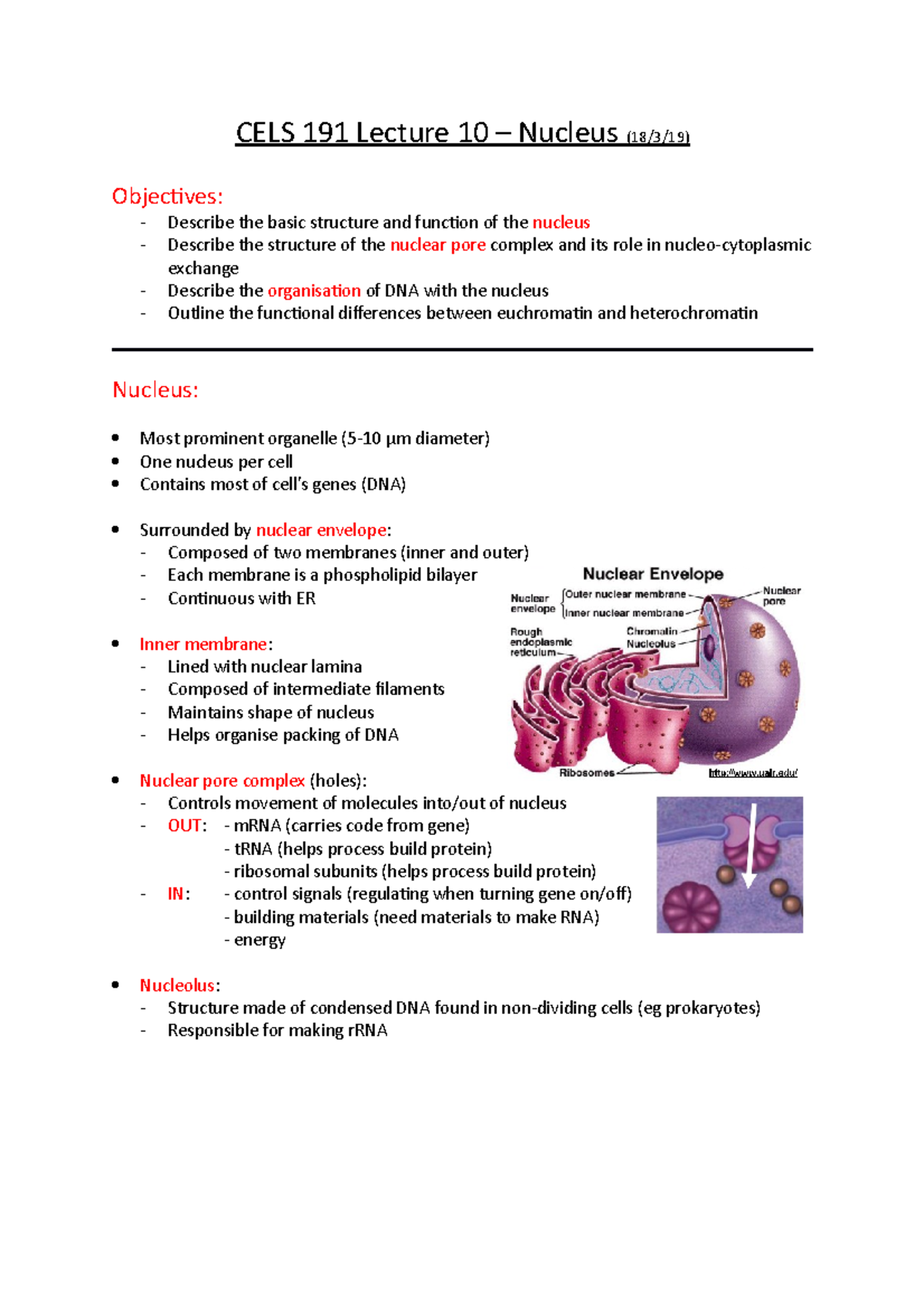 CELS 191 Lecture 10 - CELS 191 Lecture 10 – Nucleus (18/3/19) Objectives: Describe the basic ...