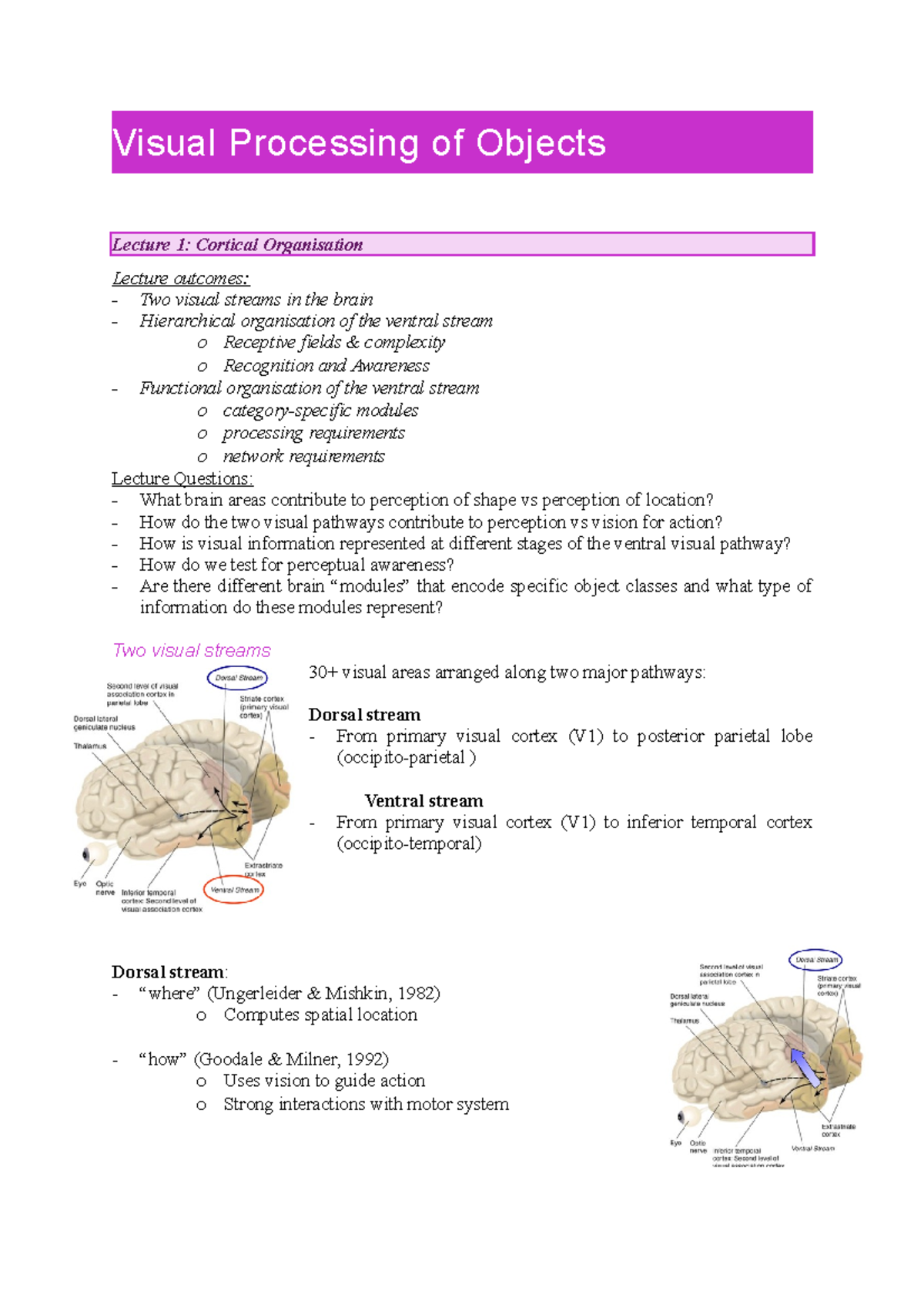 Visual Processing of Objects - Visual Processing of Objects Lecture 1: Cortical Organisation ...