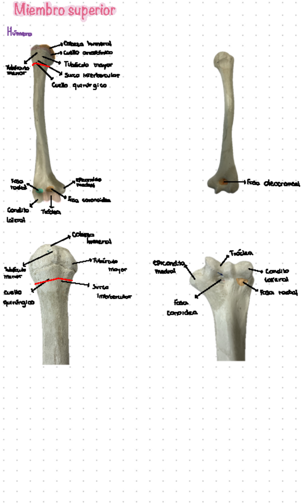 Anatomia - Miembro superior Humero , Cabeza humeral > cuello anatómico ...