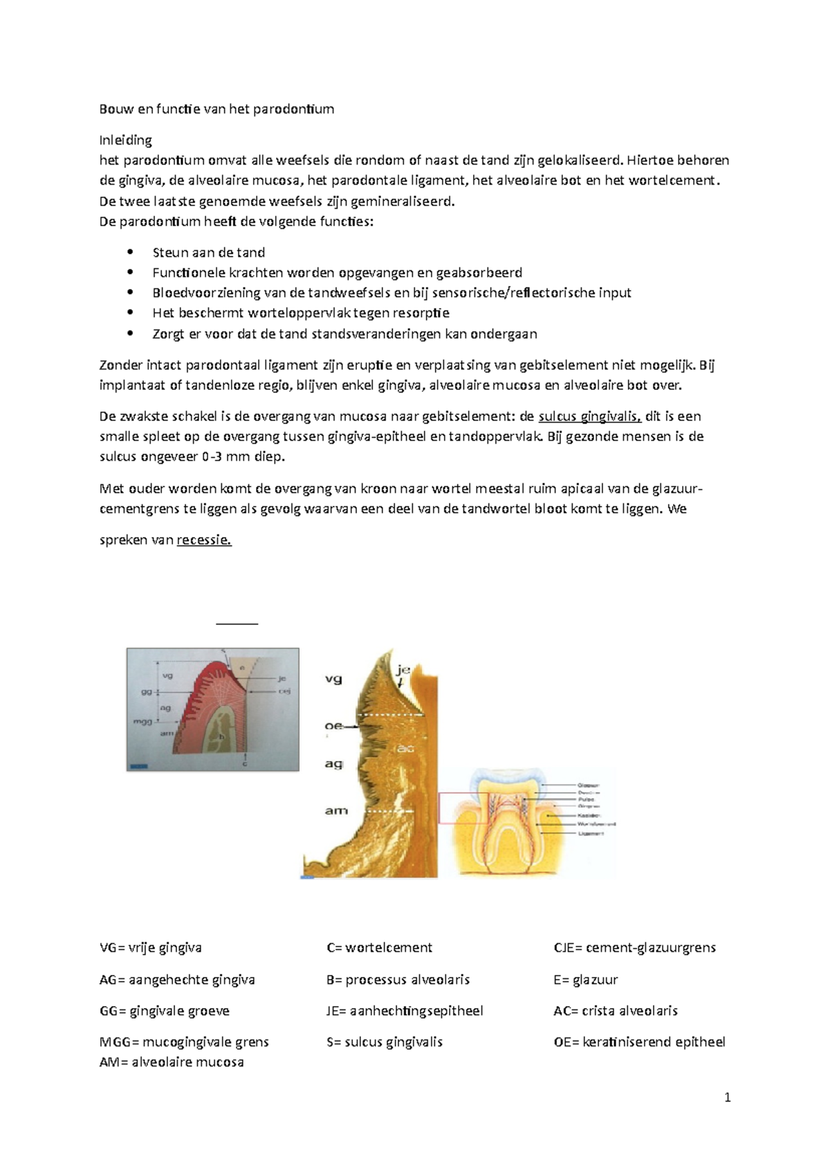 samenvatting H 1 paradontium - Bouw en functie van het parodontium ...