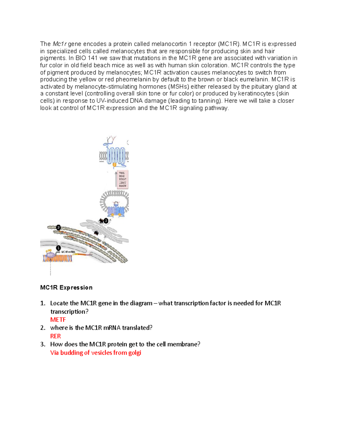Case Study - MC1R signaling KEY - The Mc1r gene encodes a protein ...