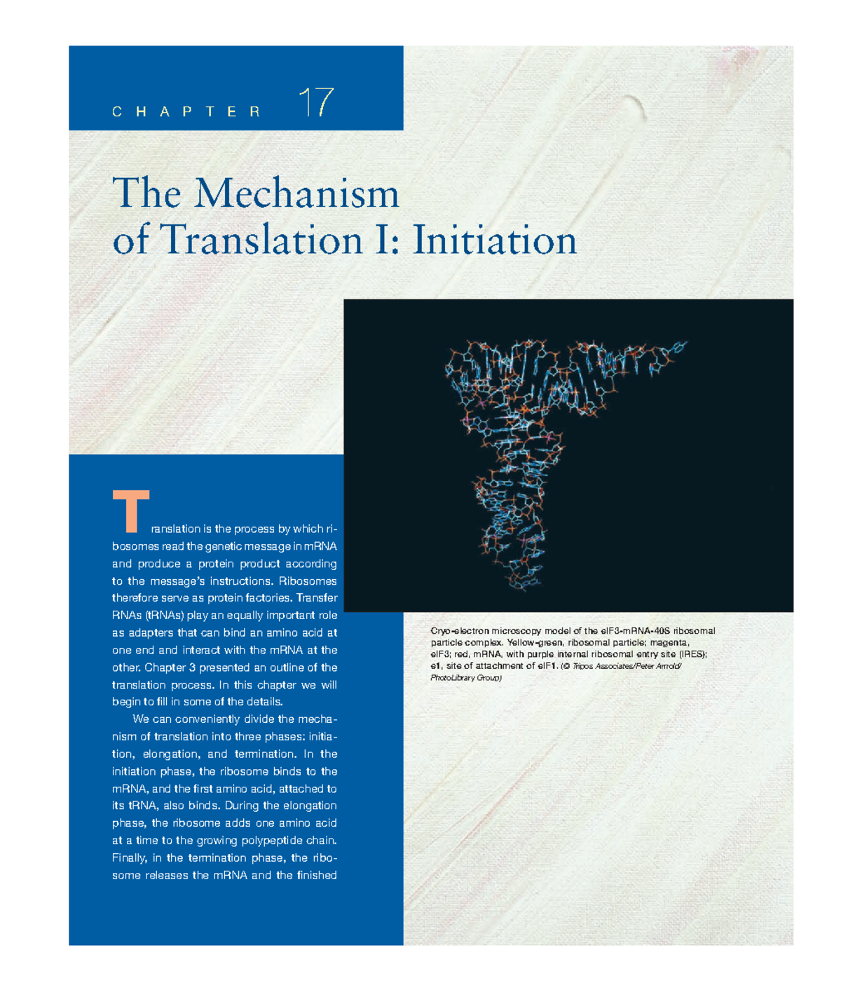 17 translation initiation - Translation is the process by which ri ...