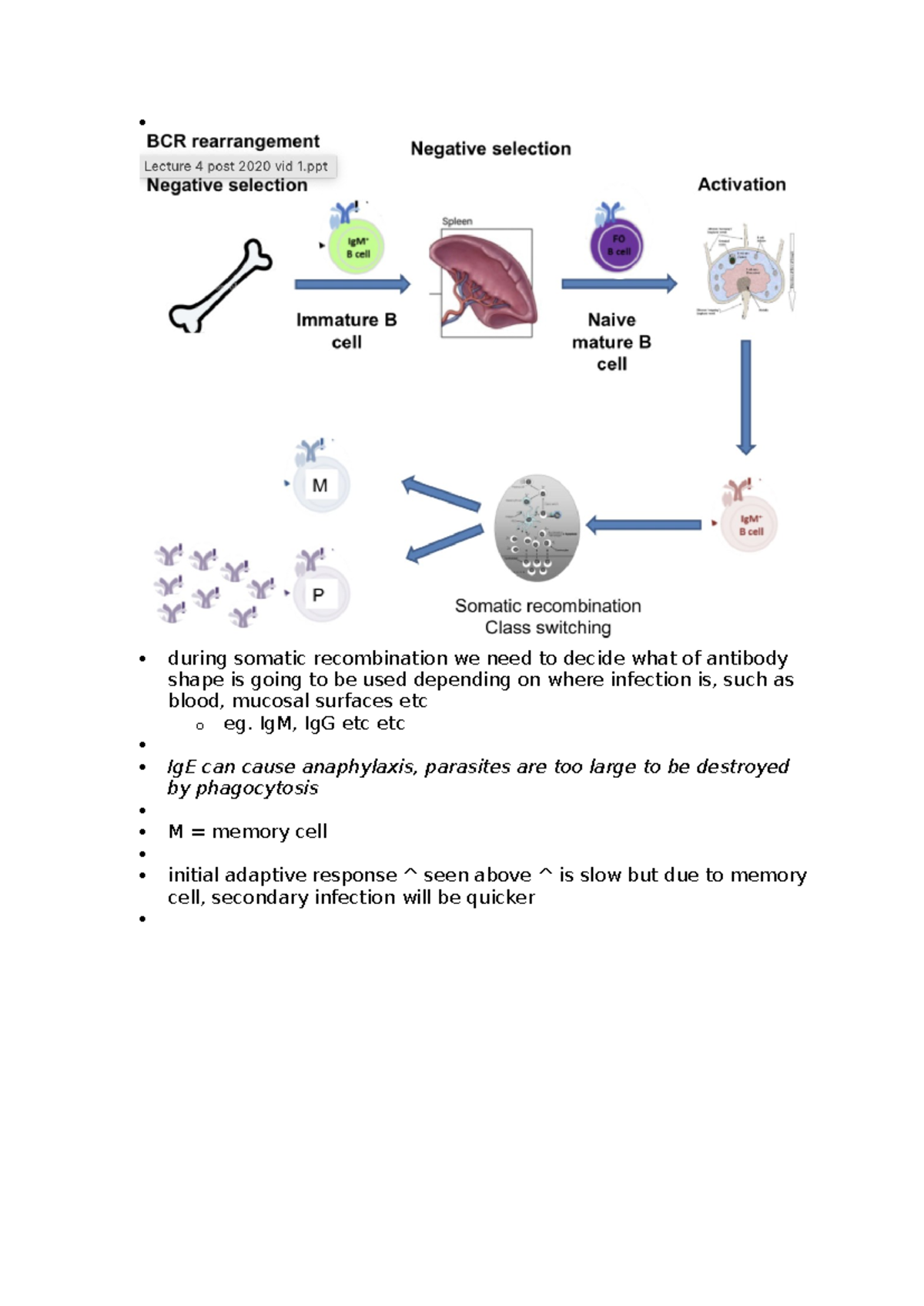 Week 4 - immunology lecture - during somatic recombination we need to ...