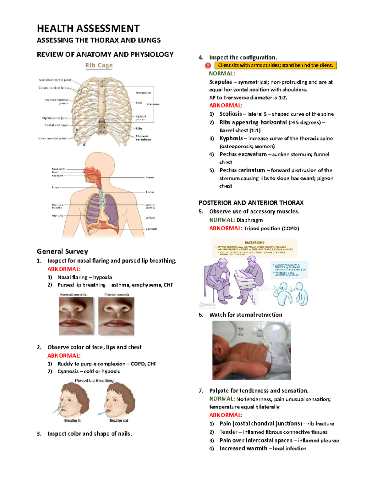 Assessing THE Thorax AND Lungs - HEALTH ASSESSMENT ASSESSING THE THORAX ...