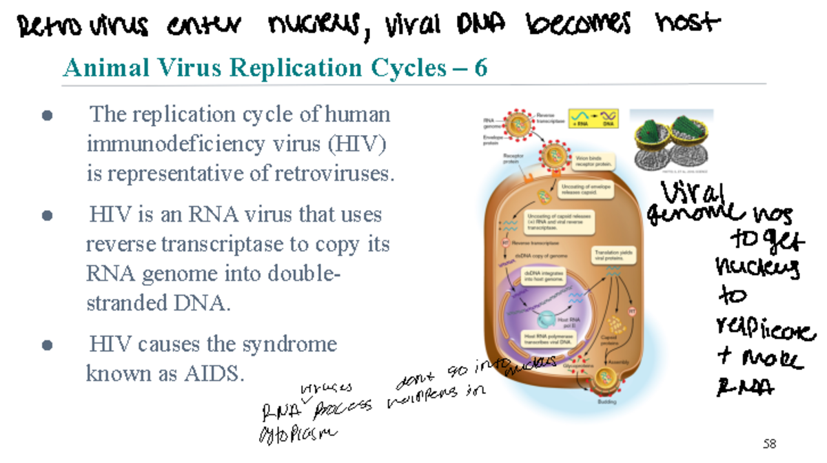 Micro note 1 2023-03-26 03 49 03 - Animal Virus Replication Cycles – 6 ...