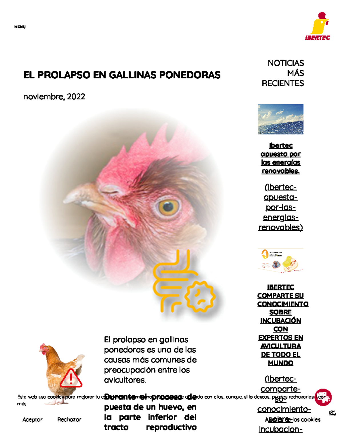 EL Prolapso EN Gallinas Ponedoras - Ibertec La excelencia de la sanidad en pollitas de un día ...