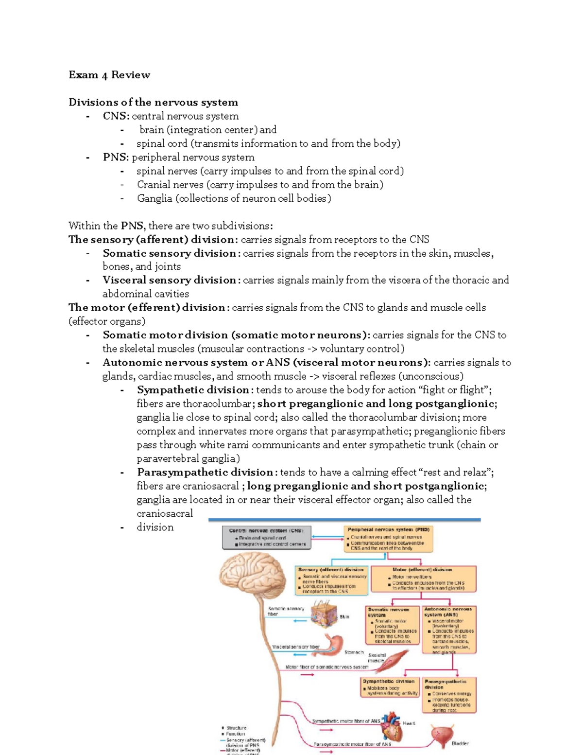 Exam 4 Review - Exam 4 Review Divisions of the nervous system - CNS ...
