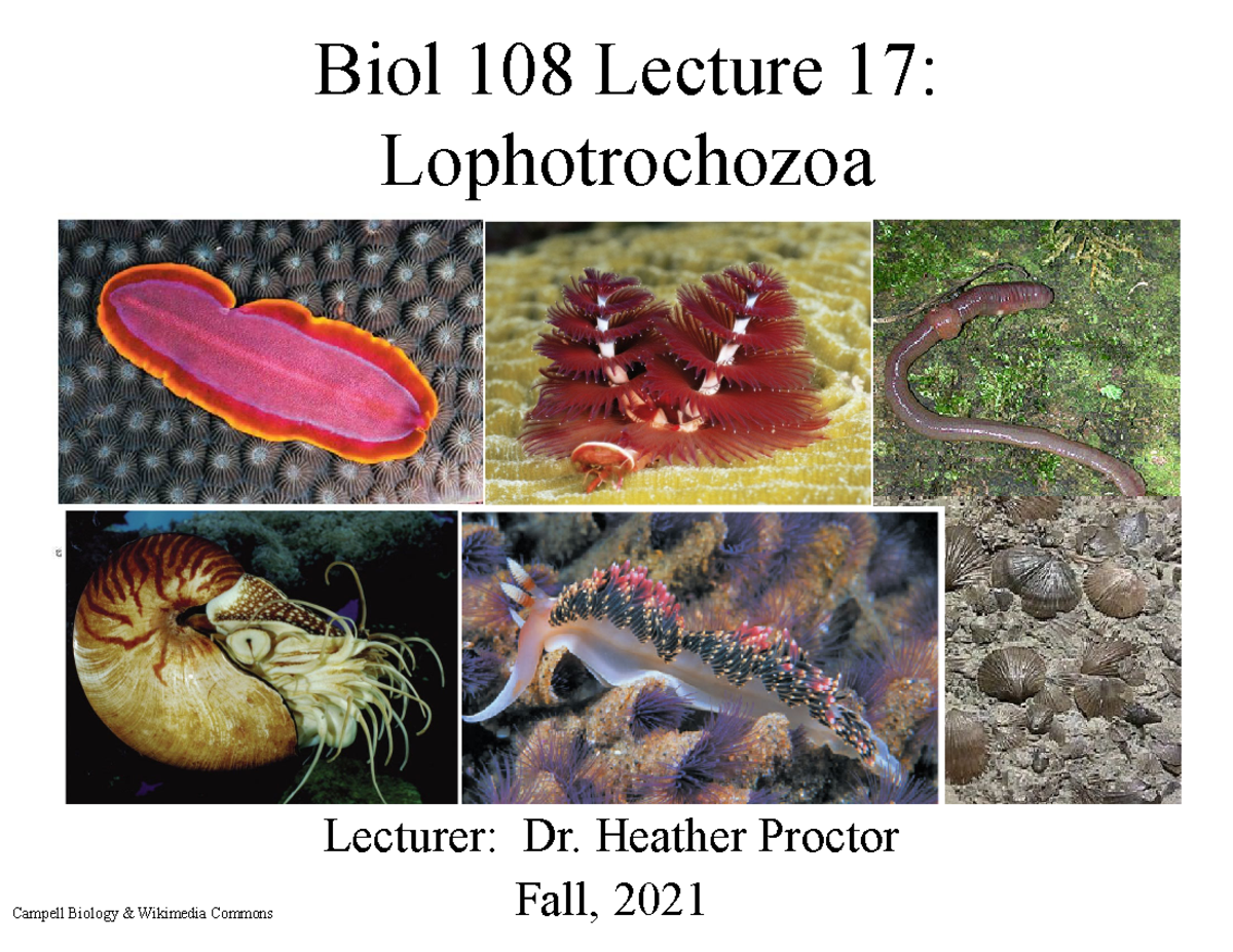 Biol 108 2021 Lecture 17 Lophotrochozoa 1 per 68d8d33932 c95bc79045433 ...