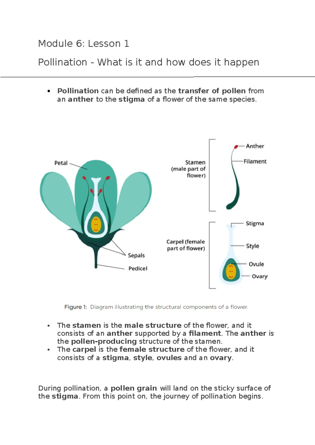 Module 6- Pollinaton of flowers - Module 6: Lesson 1 Pollination - What ...
