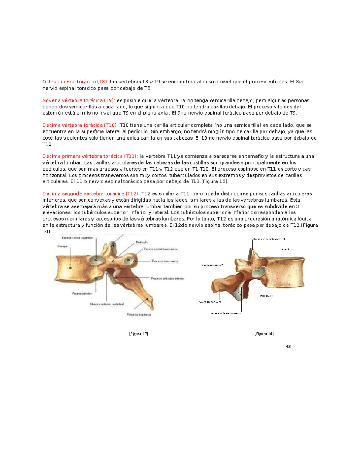 Octavo nervio t-WPS Office - Octavo nervio torácico (T8): las vértebras T8 y T9 se encuentran al ...