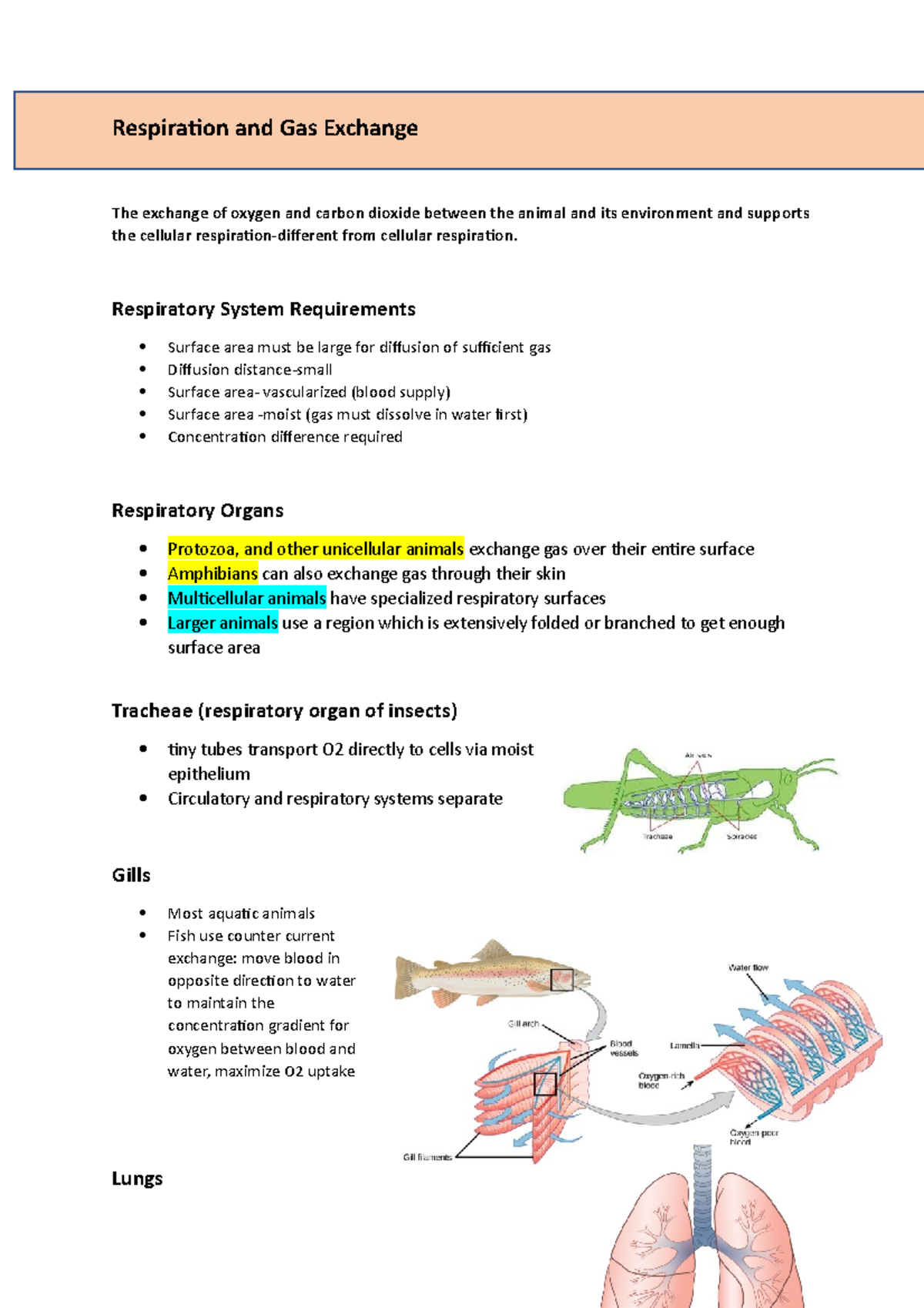 Animal Structure and Function - Respiration and Gas exchange - Respiration and Gas Exchange The ...
