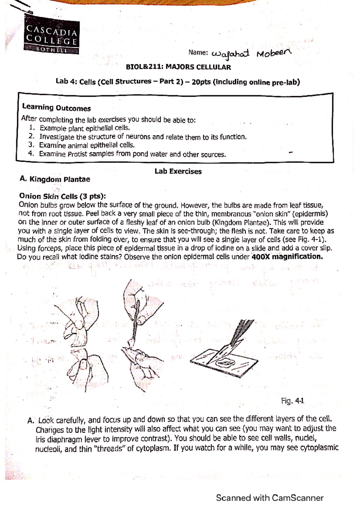 Lab4 - notes - BIOL 01430 - Studocu