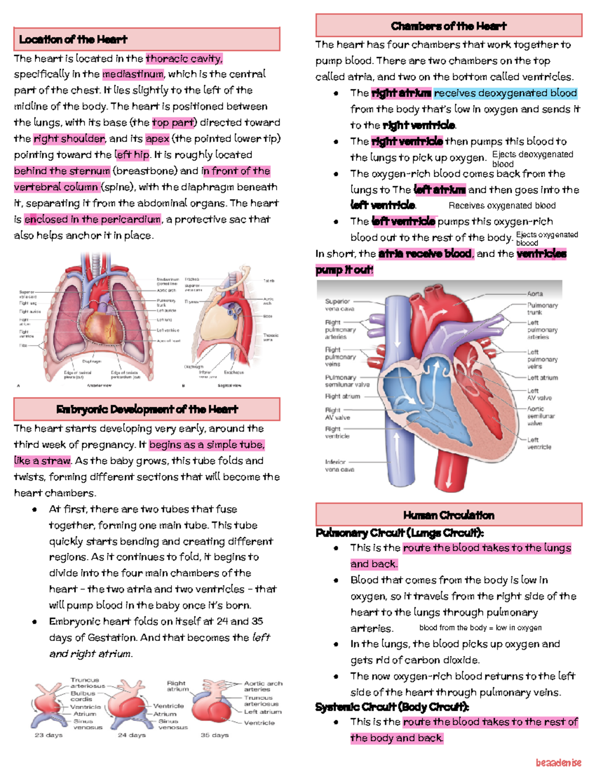 Anaphy - Chapter 19 - Location of the Heart The heart is located in the ...