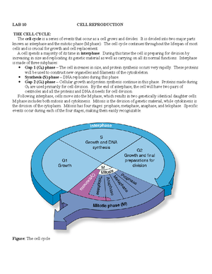 LAB 11 MALE Reproductive System - BIO 269 LAB 11 MALE REPRODUCTIVE ...