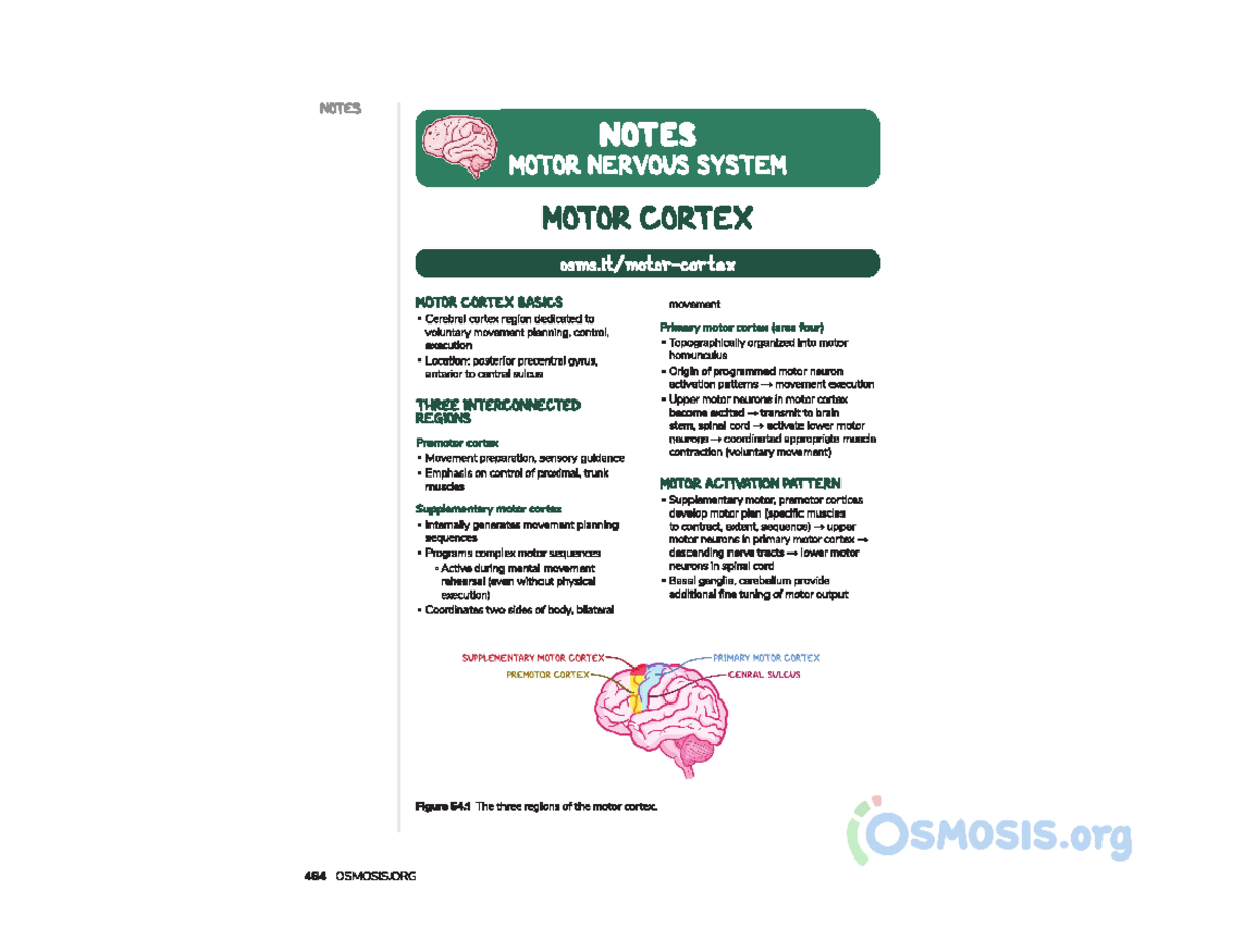 Motor Cortex and Motor Areas - Neuroanatomy - Studocu