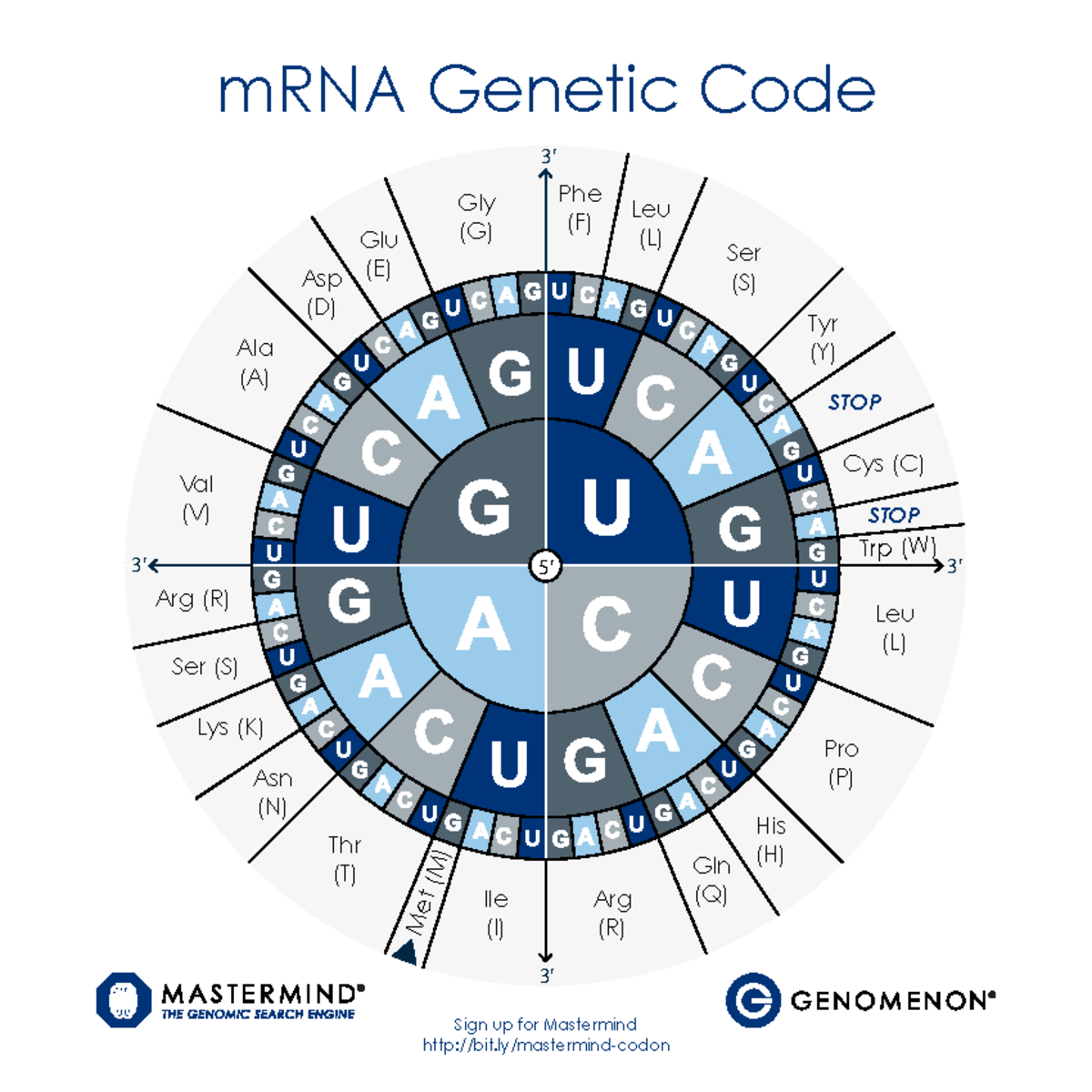 M RNA Genetic Code Amino Acid Codon Chart Genomenon - MATH55 - Sign up ...