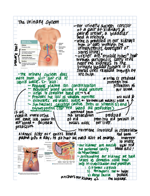 Workbook+Pages+-+Digestive Urinary - The digestive tract, or ...