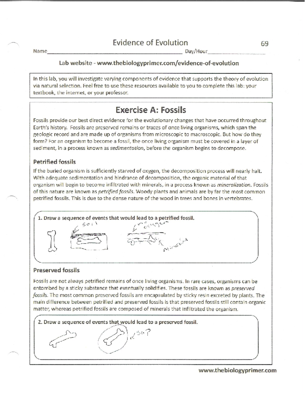 Evidence of evolution bio - Evidence of Evolution 69 Name Lab website ...