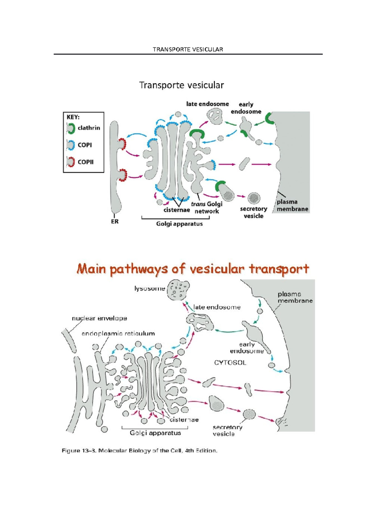 Transporte Vesicular - Bioloxía - USC - Studocu