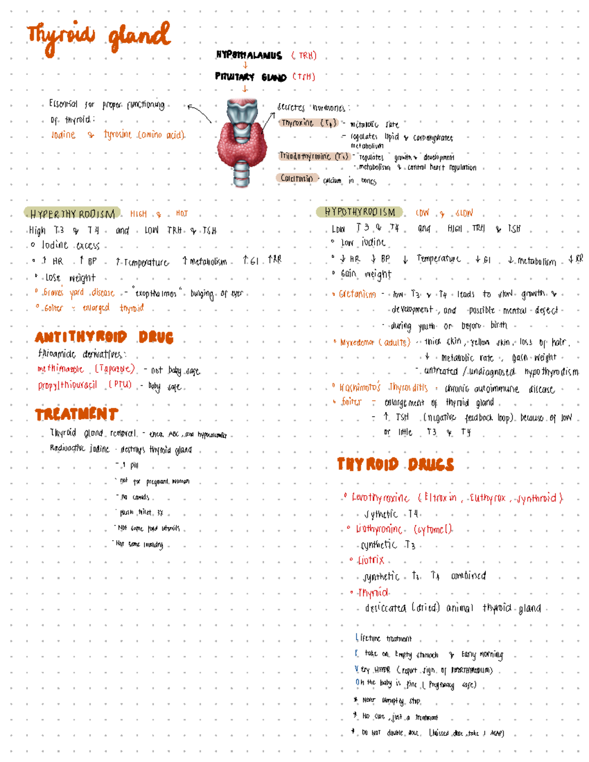 Thyroid Gland- Pharmacology - Thyroid gland HYPOTHALAMUS (TRH) ↓ ...