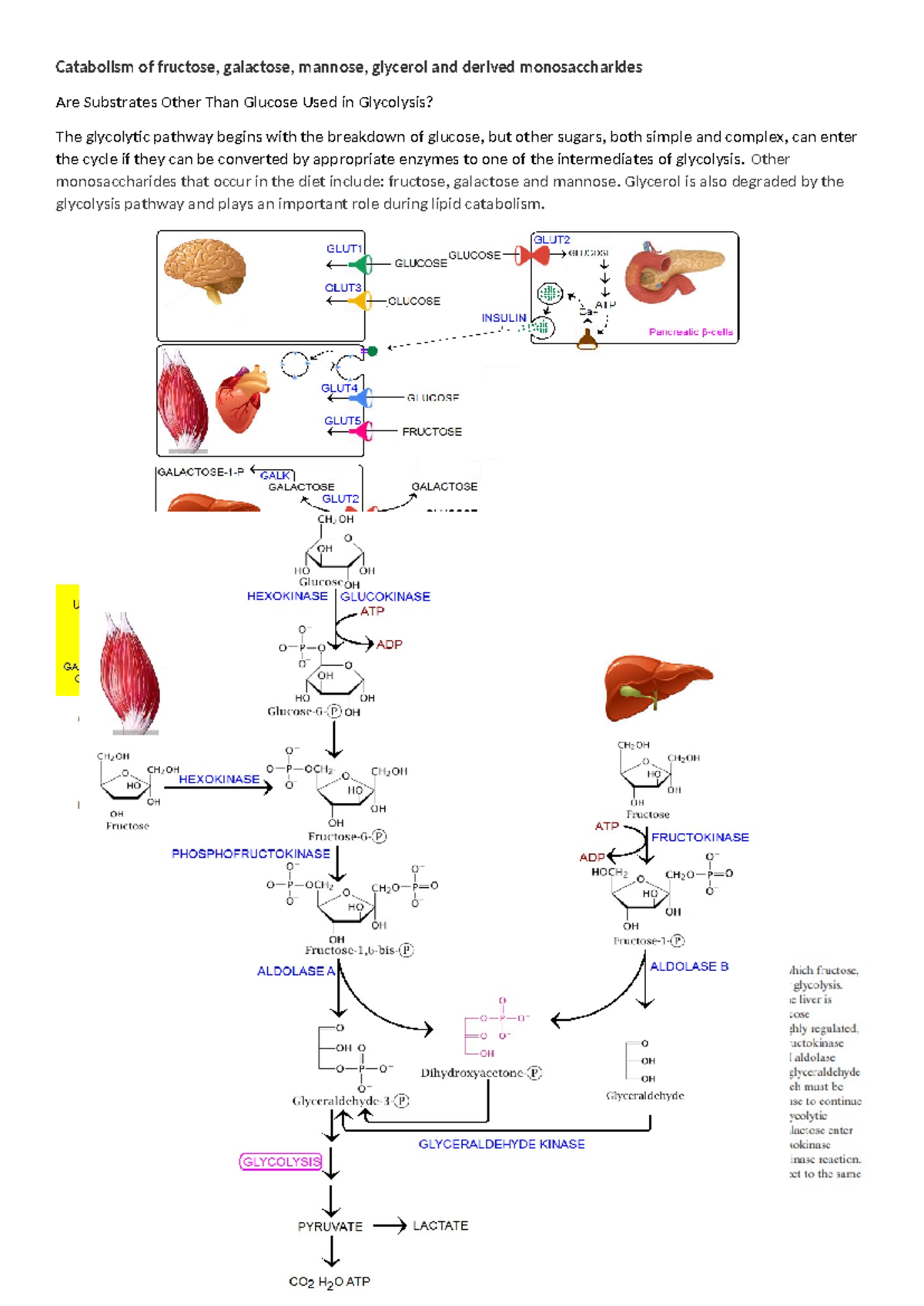 Catabolism of fructose - Other monosaccharides that occur in the diet ...