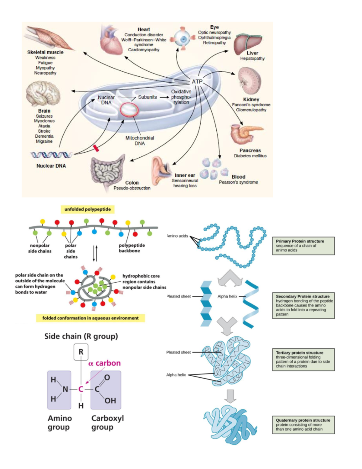 BIO1140 Diagrams for Intro - BIO1140 - uOttawa - Studocu