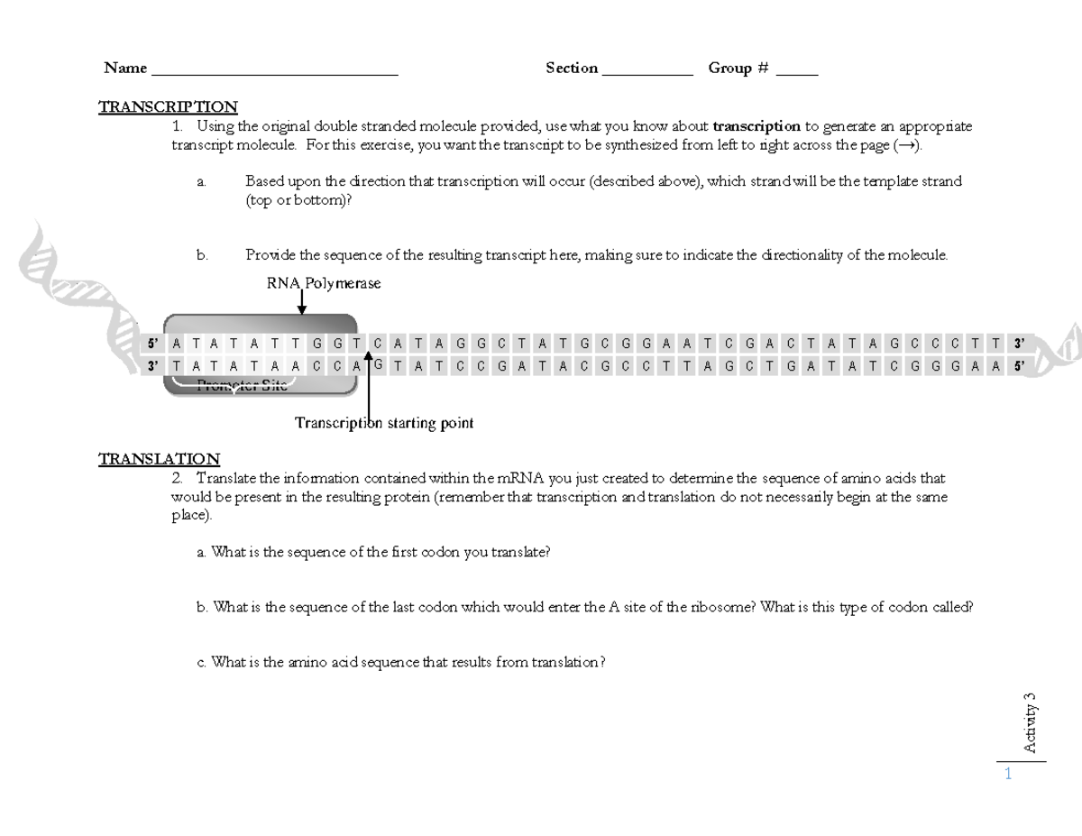Transcription Translation practice sheet from old lab manual 2016 ...