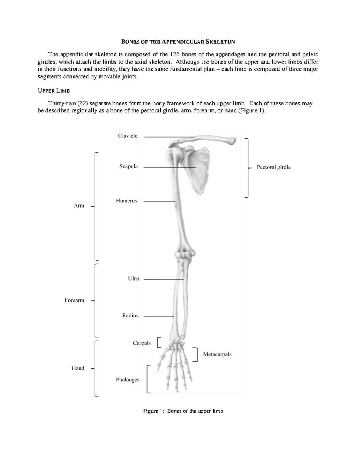 Appendicular Body - Bones - BONES OF THE APPENDICULAR SKELETON The ...