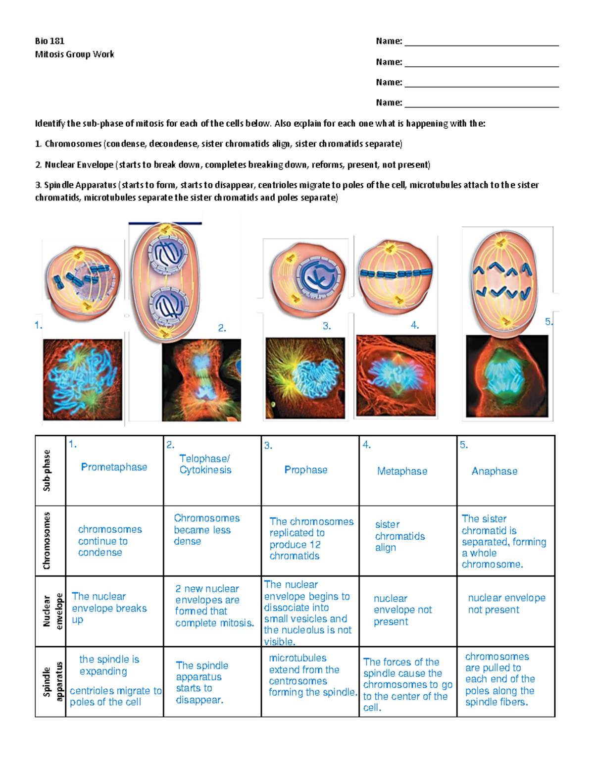 Mitosis-Phases Worksheet - Bio 181 Mitosis Group Work Name