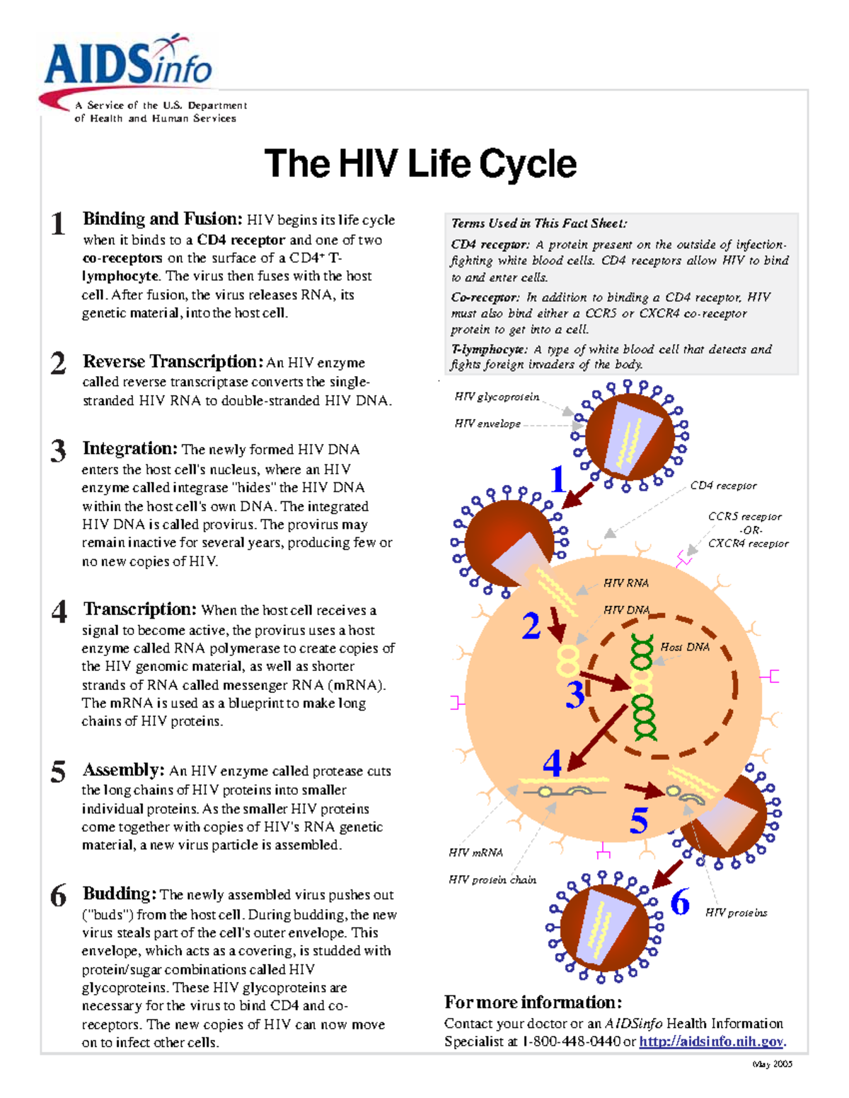 HIVLife Cycle FS en - joan wanjohi - Human DNA HIV DNA 1 HIV RNA HIV ...